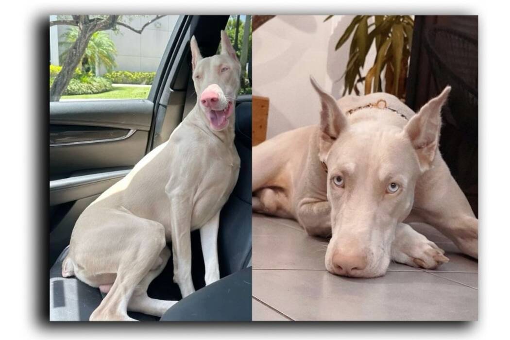 Doberman blanco (28 fotos): ¿cómo es un pinscher albino ...