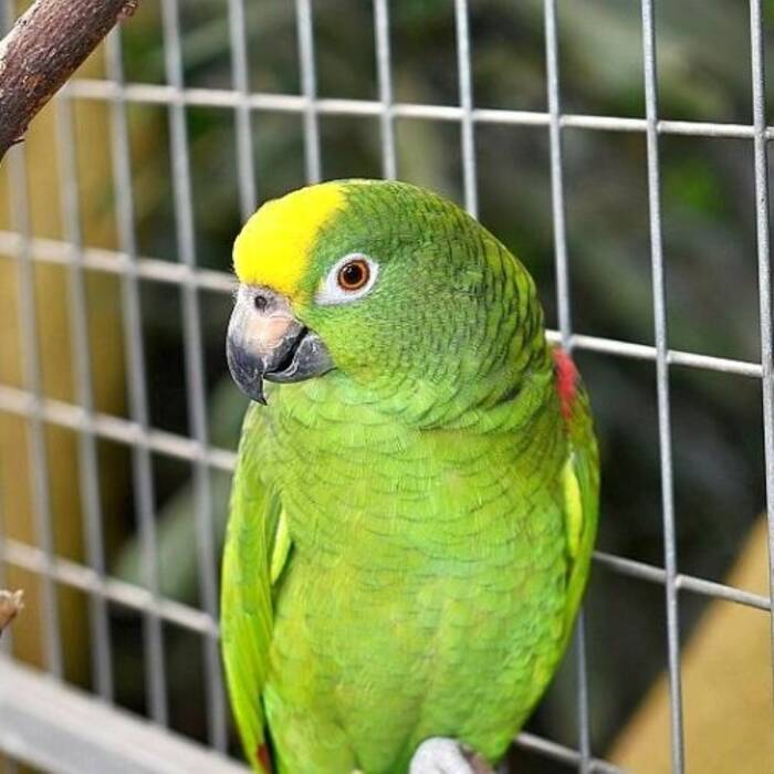Loros grandes (24 fotos): razas de loros grandes como mascota. Cuántos ...