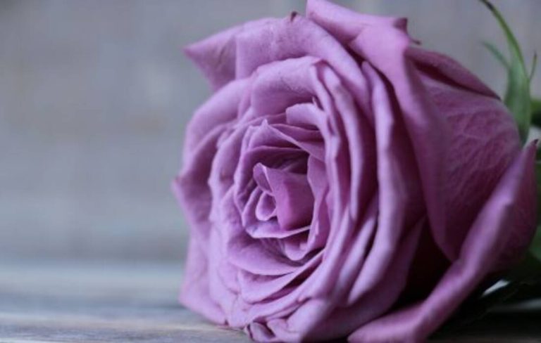 Significado del azul y de la rosa azul: qué significa en el lenguaje de ...