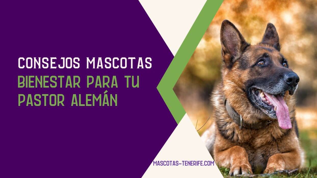 Pastor alemán blanco (25 fotos): características del color, tenencia y ...