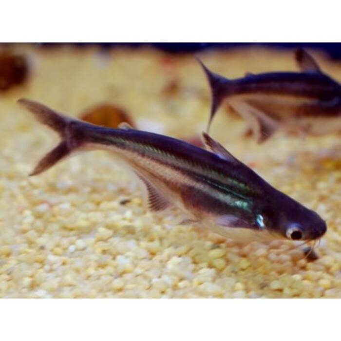 Tiburones de acuario (26 fotos): descripción de los peces para el ...