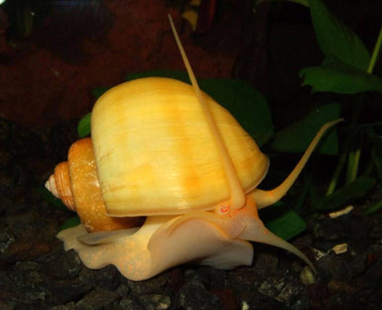 Los dientes del caracol (10 fotos): si son o no son? Número de dientes ...