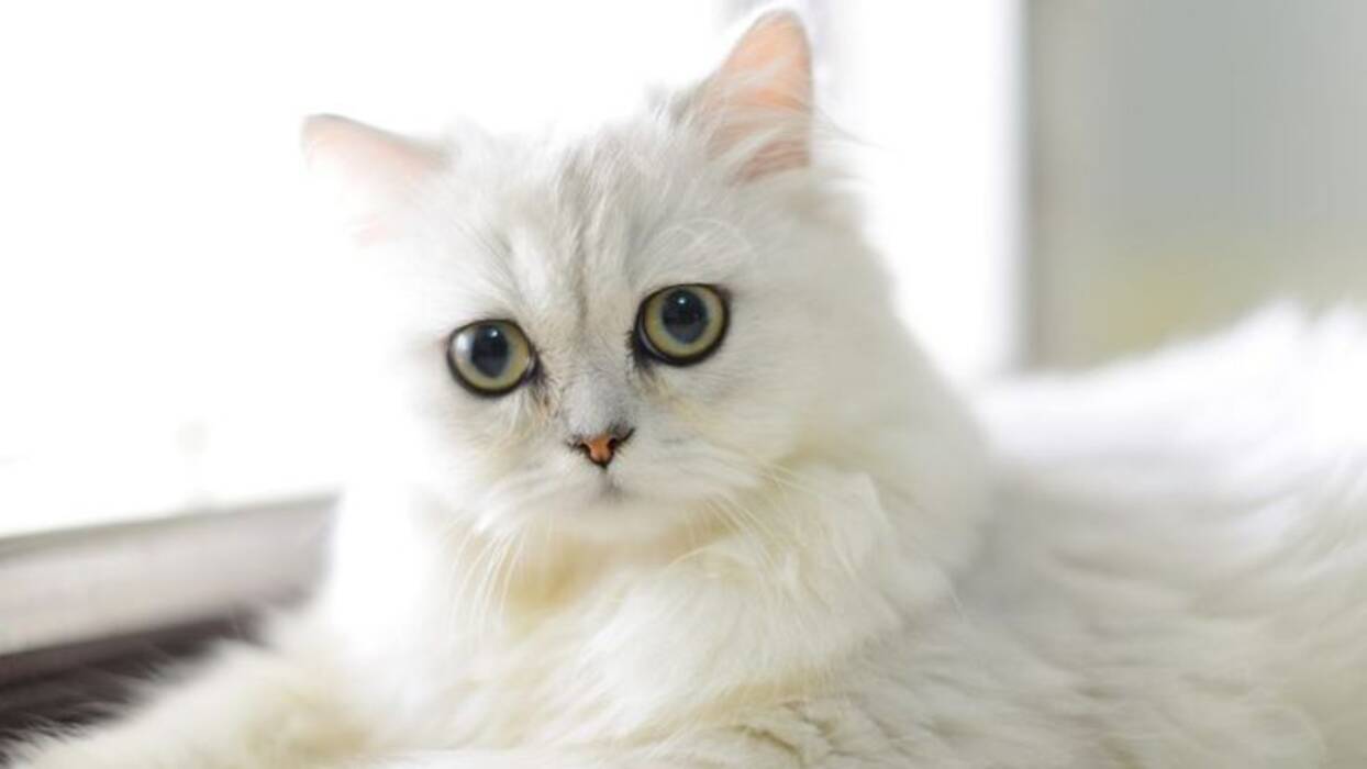 Raza de gato chinchilla (55 fotos): descripción de los gatos chinchilla ...