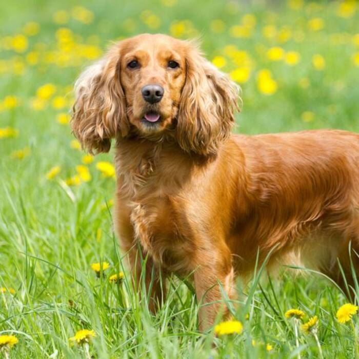 Métis spaniel (16 fotos): descripción de las mezclas de spaniel con ...