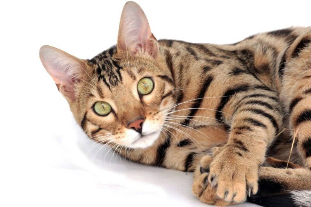 Cómo llamar a un gato de Bengala? Apodos reales y populares para un ...