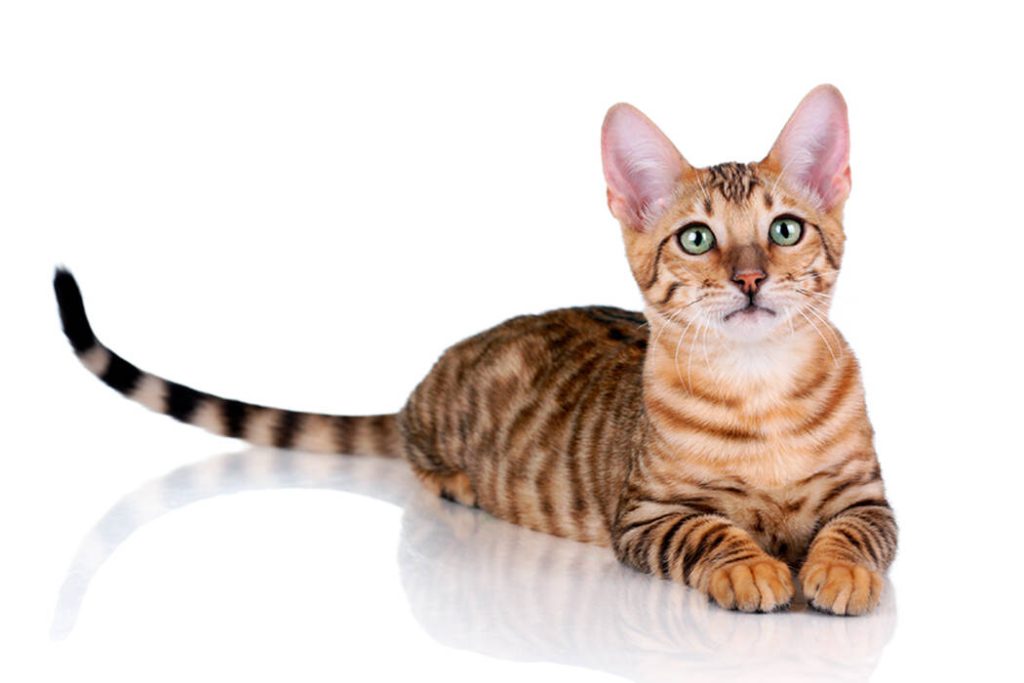 Gatos a rayas (30 fotos): razas de gatos grises, marrones y a rayas con ...