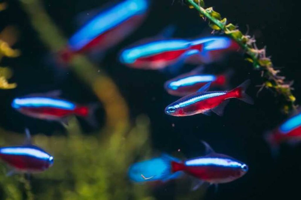 Pequeños peces de acuario (22 fotos): los más bellos peces para acuario ...