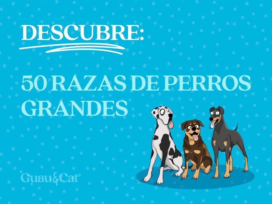 Colores del perro (36 fotos): blanco y negro y rojo, manchado marrón y ...
