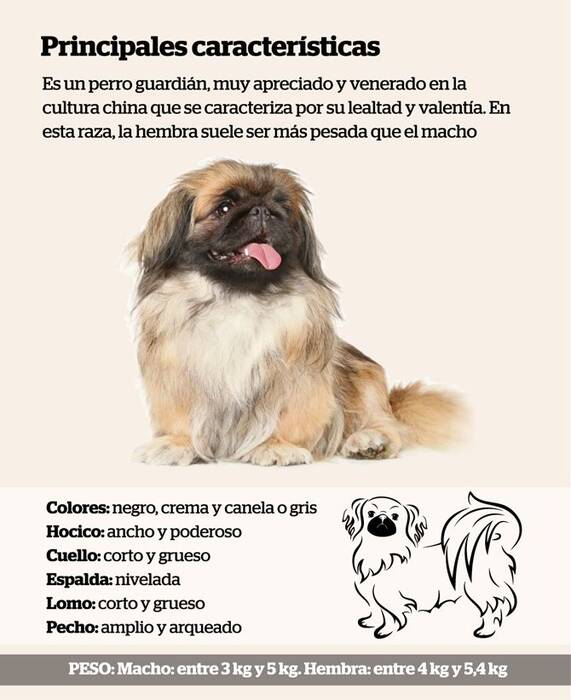 ¿Cuánto viven los pequineses?? Esperanza de vida en el hogar. Cuántos ...