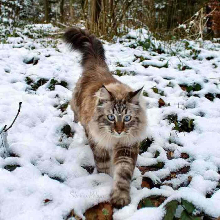 Gato siberiano de color azul (25 fotos): características del color ...