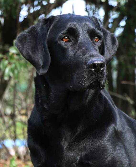 Labrador mestizo (27 fotos): descripción de las mezclas de labrador con ...