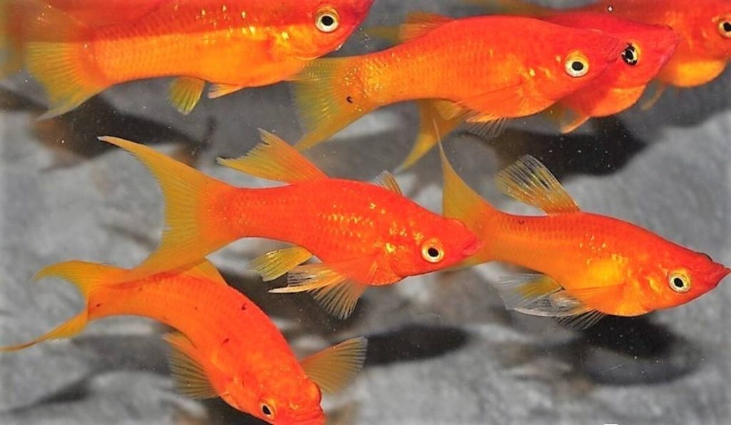 Peces de acuario de color naranja (11 fotos): razas populares de peces ...