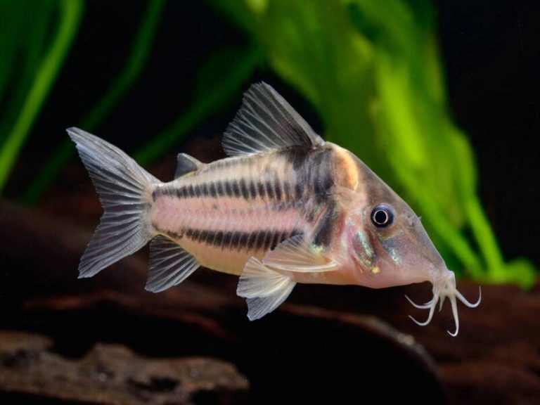 Peces rayados para acuario (28 fotos): amarillo con rayas negras, pez ...