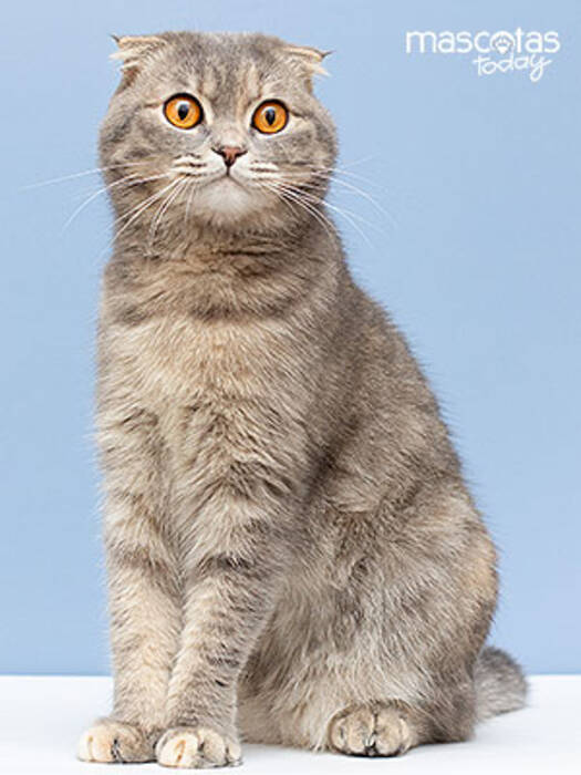 Gato escocés de orejas caídas rayado (13 fotos): qué variedades de ...