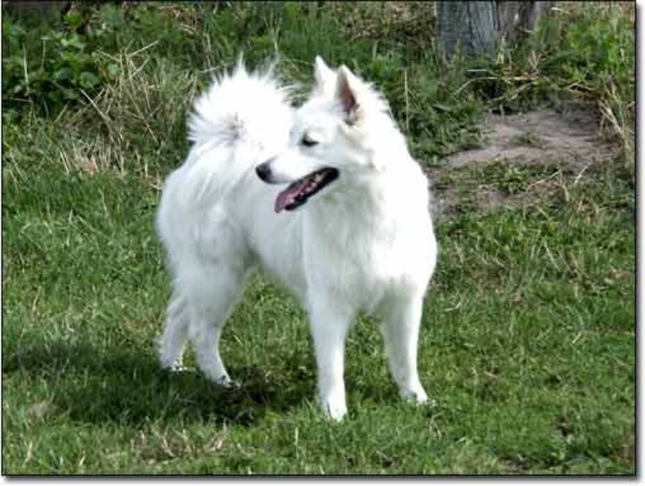 Spitz de color sable (24 fotos): descripción de cachorros y perros ...