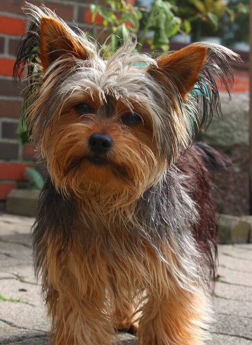 Mezcla de spitz y yorkie (13 fotos): descripción del mestizo adulto ...