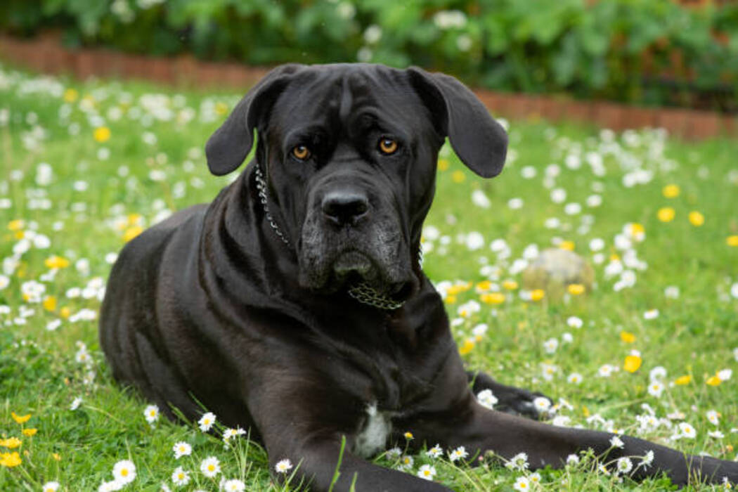 Carácter del cane-corso (20 fotos): descripción de la raza, ventajas y ...