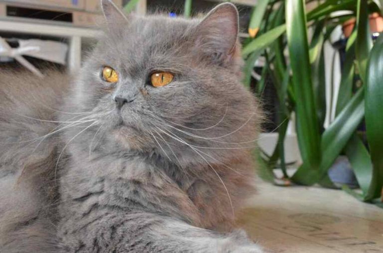 Gatos británicos negros (32 fotos): descripción de los gatos de color ...