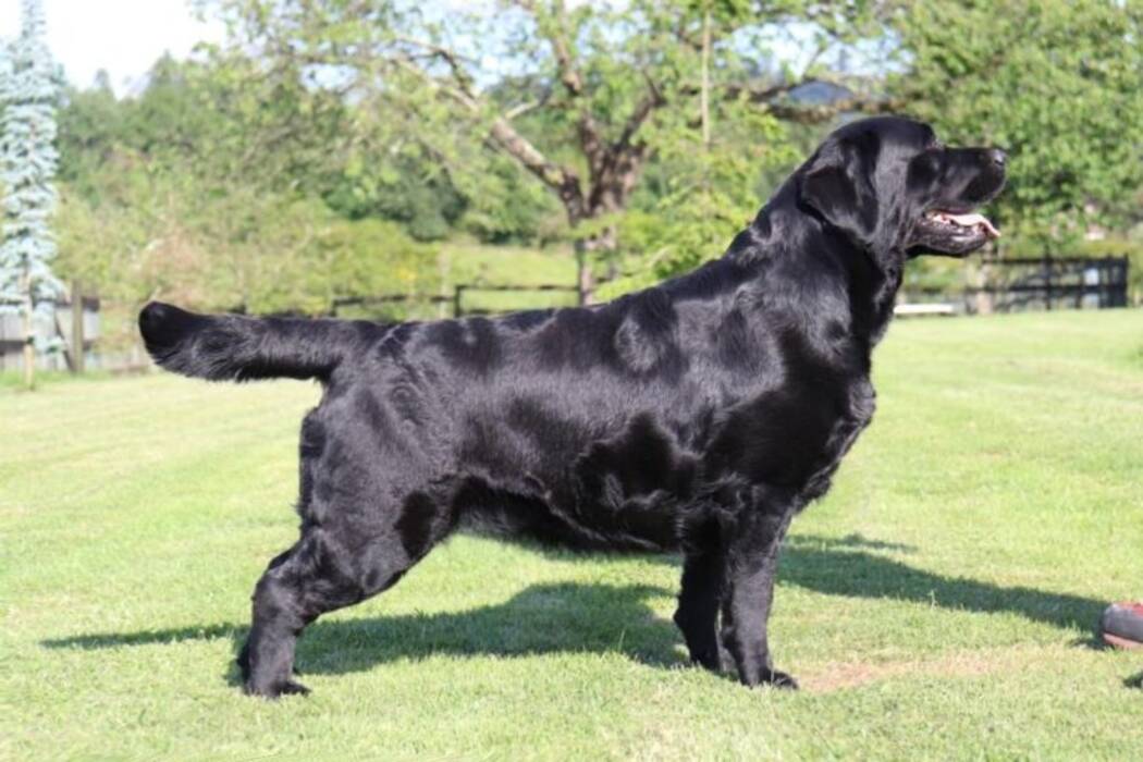 Cuánto viven los labradores? Esperanza de vida media de un Labrador ...