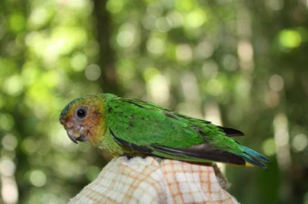 Loros pequeños (30 fotos): tipos de loros pequeños. Cómo son y cuántos ...