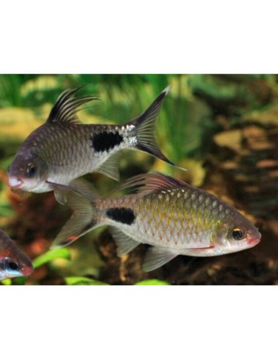 Compatibilidad de los barbos con otros peces (23 fotos): con quién se ...