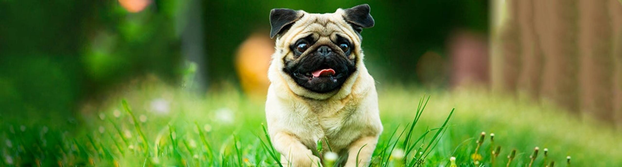 Las razas de perro más tranquilas (30 fotos): repaso a los perros ...
