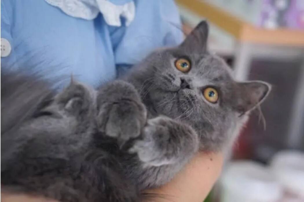 Gato Gris 47 Fotos Razas De Gatos Y Gatas Peludos Gatitos Grises De