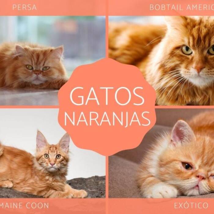Colores de gatos orientales (18 fotos): descripción de gatos rojos y ...