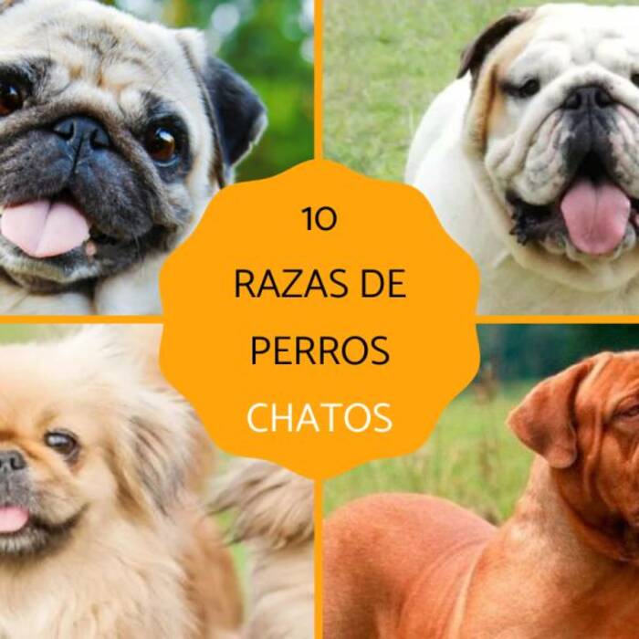 Perros con patas cortas (40 fotos): nombres de razas de perros de patas ...