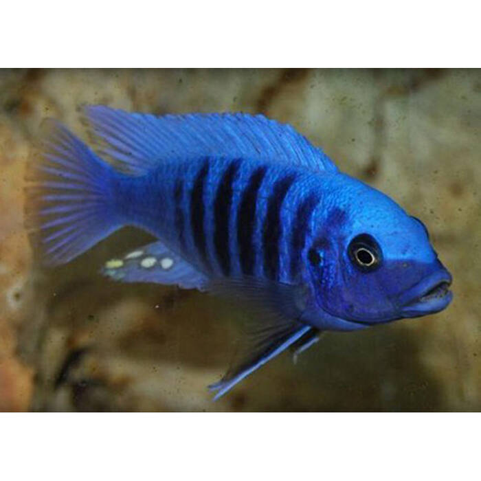 Cíclidos (37 fotos): descripción de los peces de acuario cíclidos ...