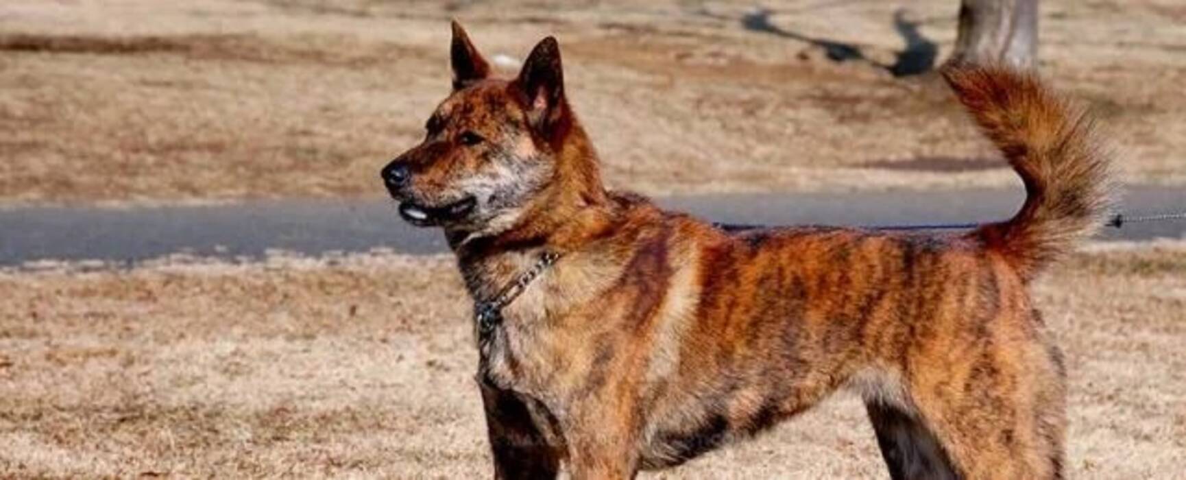 Tigre Akita Inu (24 fotos): características del color del perro japonés ...